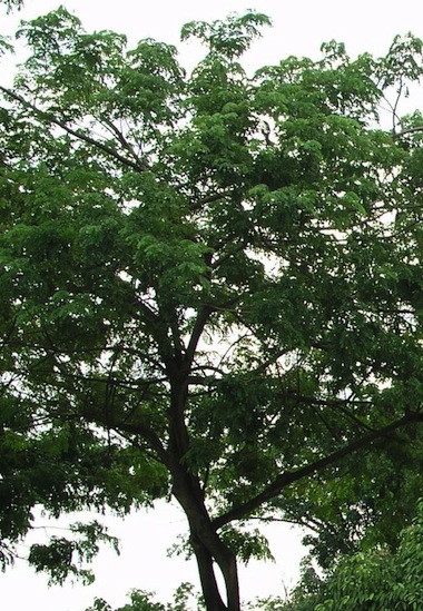 Study finds Wi-Fi makes trees sick | Macworld Study finds Wi-Fi makes trees sick | Macworld
